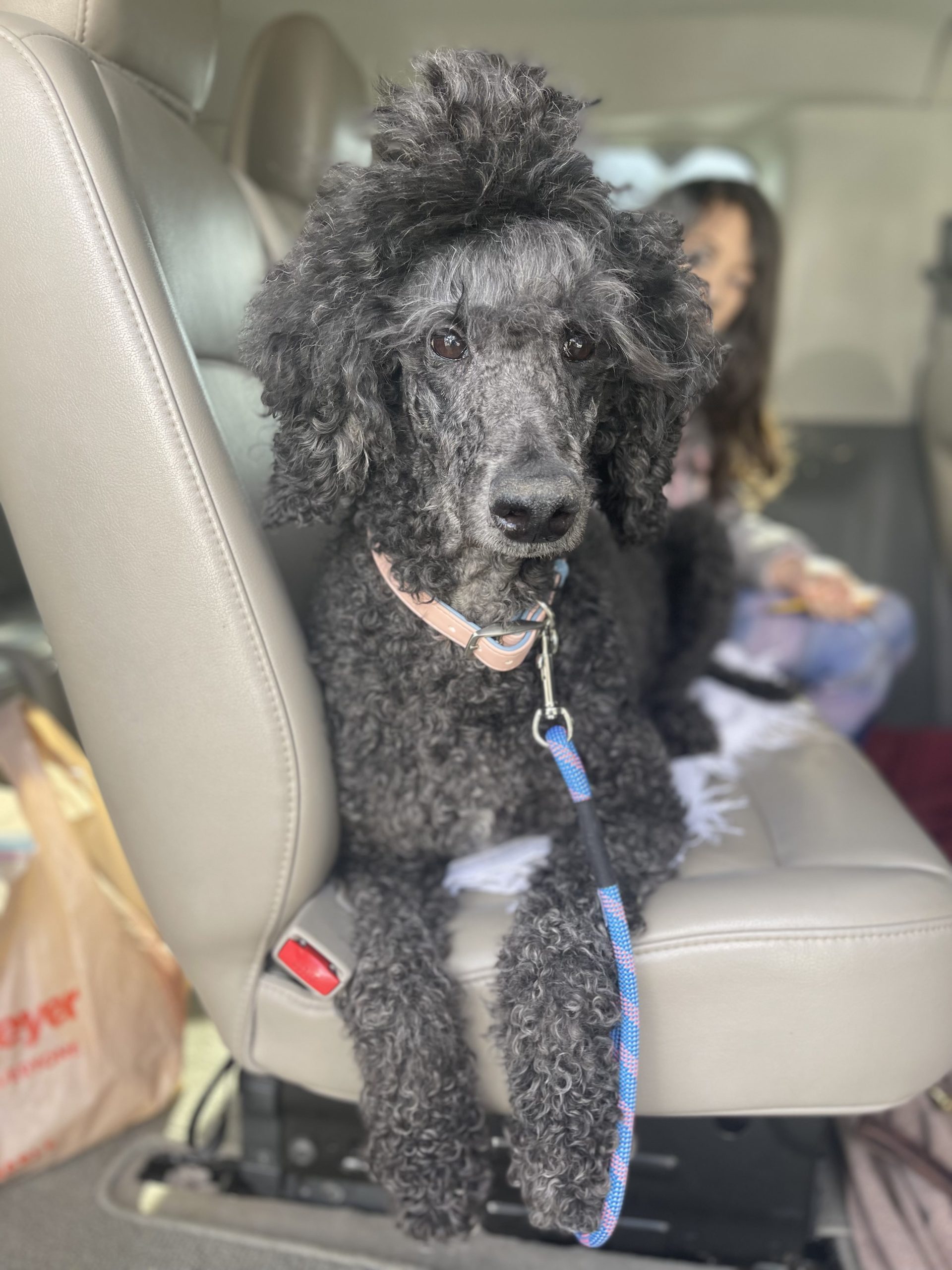 Parents - Gold Diamond Pup