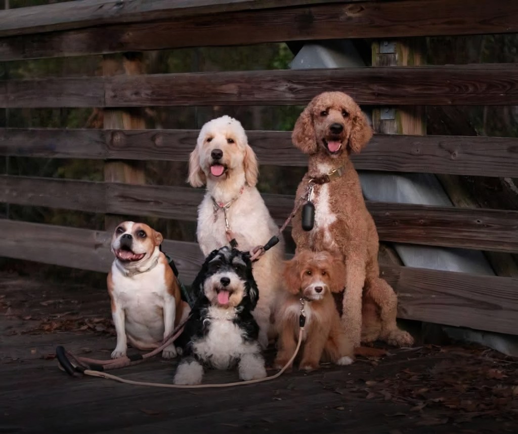 Meet the Parents | Goldendoodle & Mini Bernedoodle Breeding Program