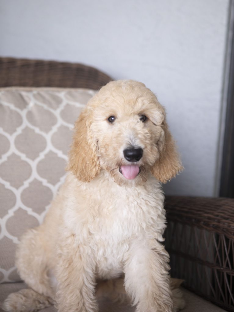Luxury F1B Goldendoodle Puppies