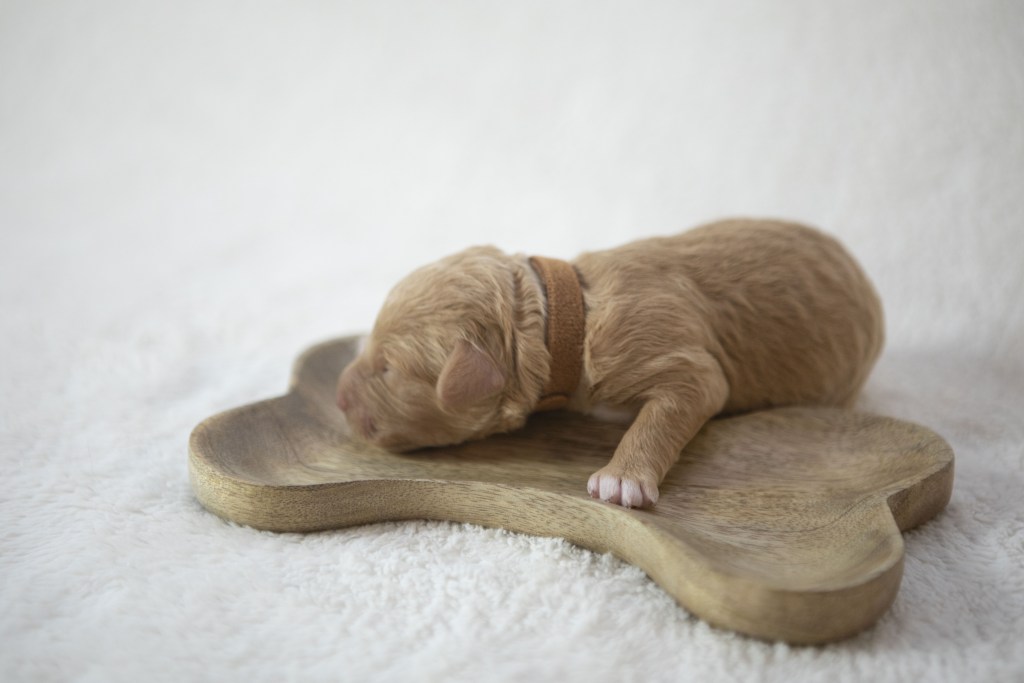 Golden Mountain Doodles – Gold Diamond Pup